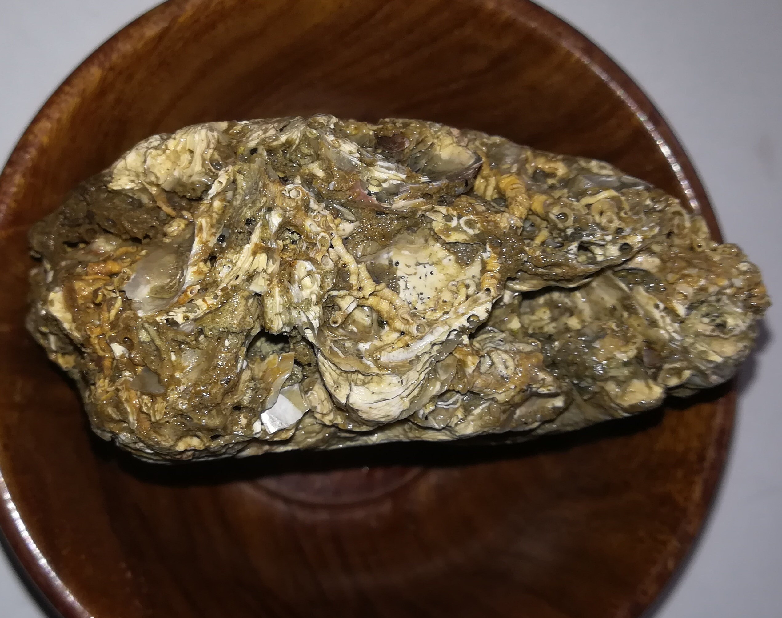 Fossil Shell of Sea Shellfish From the Aegean Sea, Marine Life Fossils ...