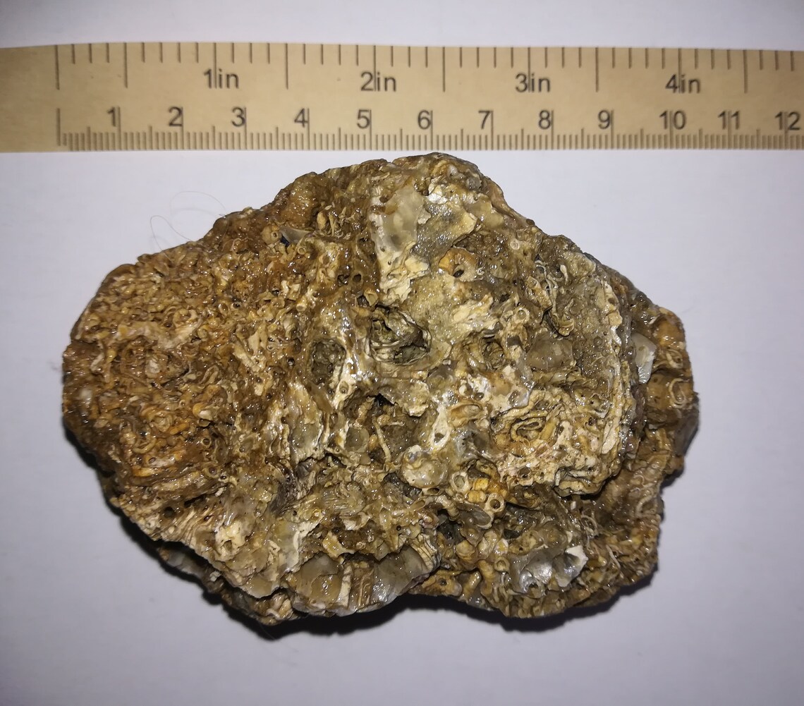 Fossil Shell of Sea Shellfish From the Aegean Sea, Marine Life Fossils ...