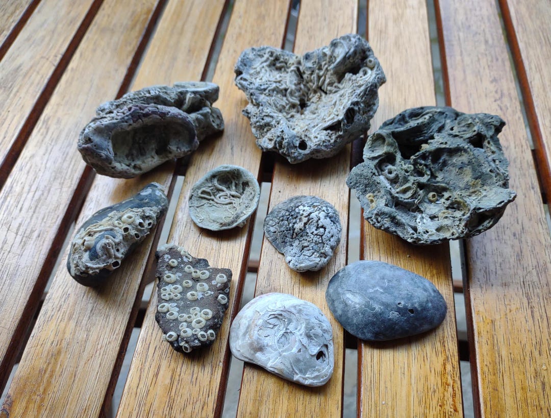 Stones and Shells From Mussels From Black Sea, Beach Findings for ...