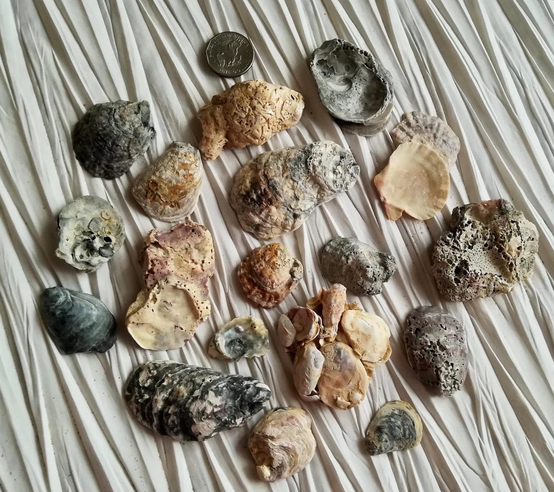 Natural Mussel Shells for Jewelry, Set of Sea Mussels of Sea ...