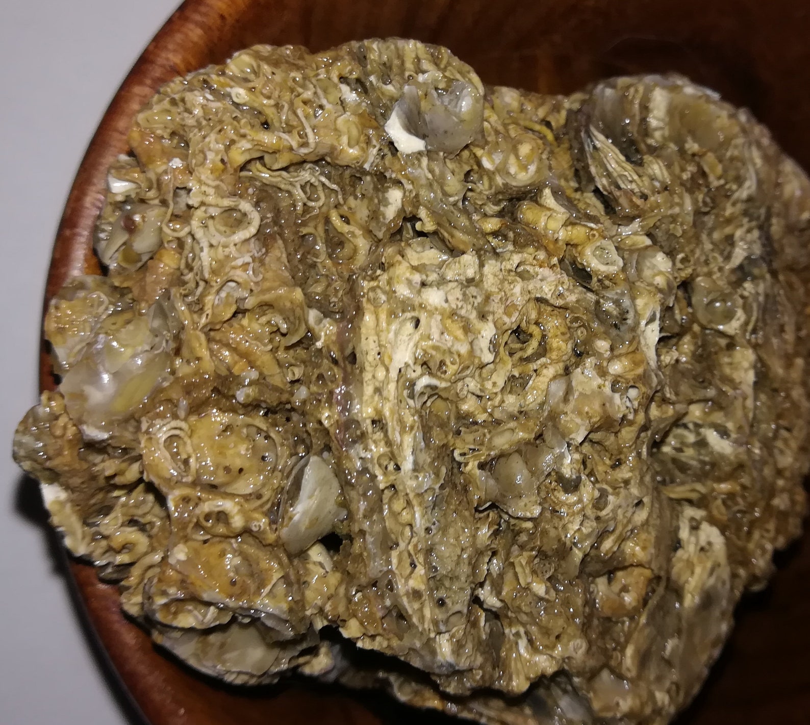 Fossil Shell of Sea Shellfish From the Aegean Sea, Marine Life Fossils ...