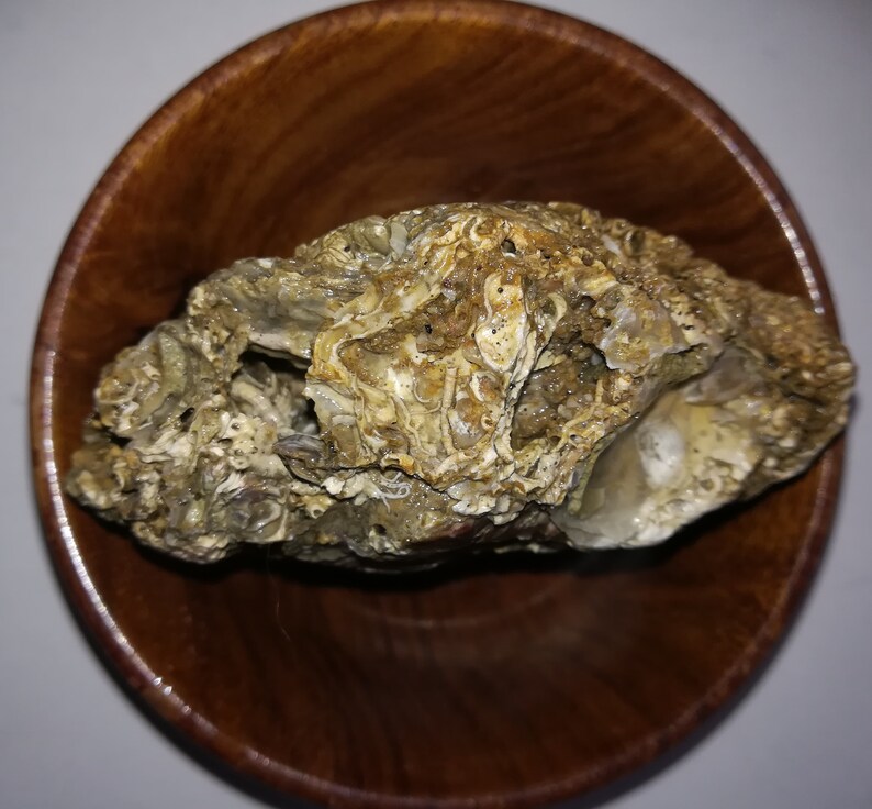 Fossil Shell of Sea Shellfish From the Aegean Sea, Marine Life Fossils ...