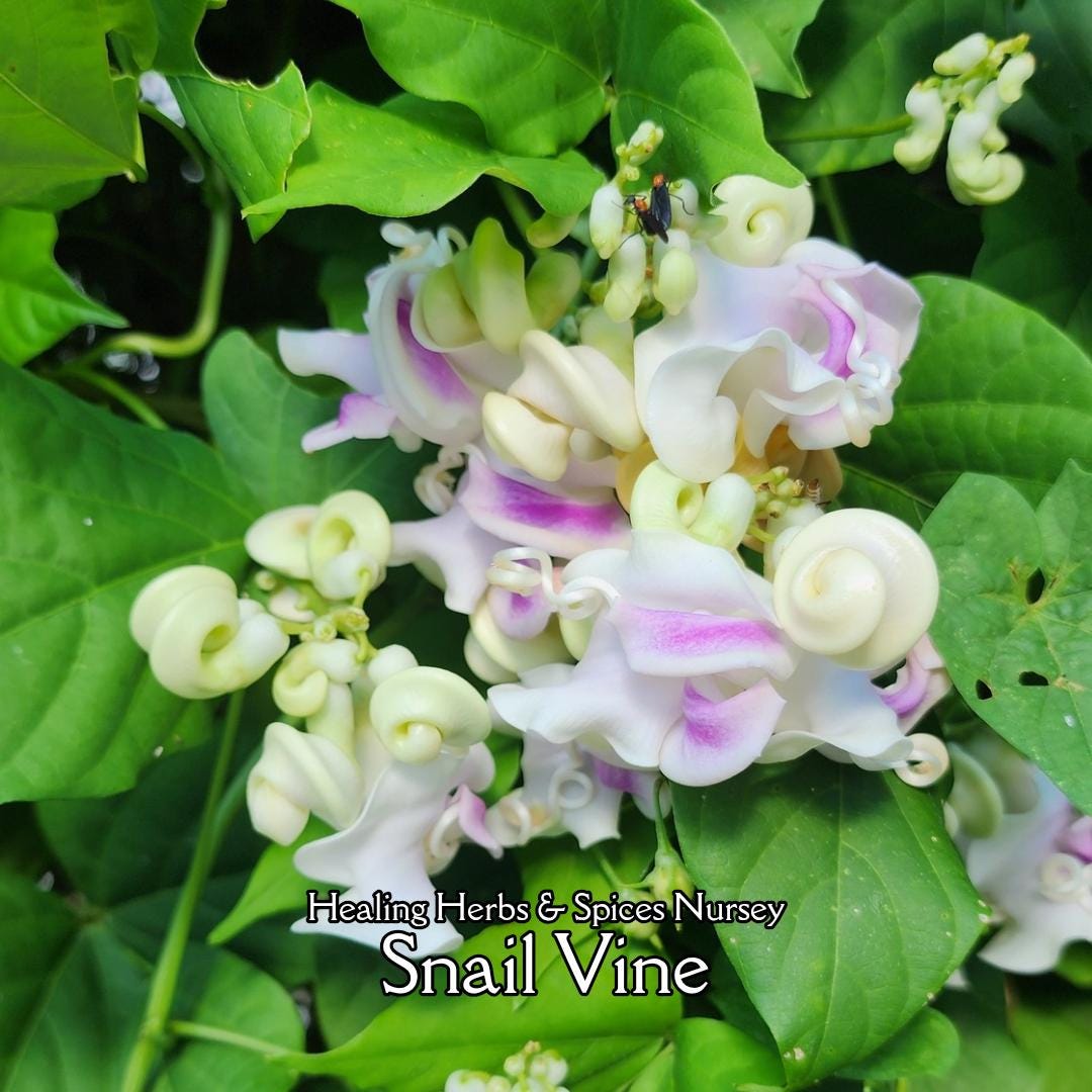Snail Vine - Live Plant - Etsy