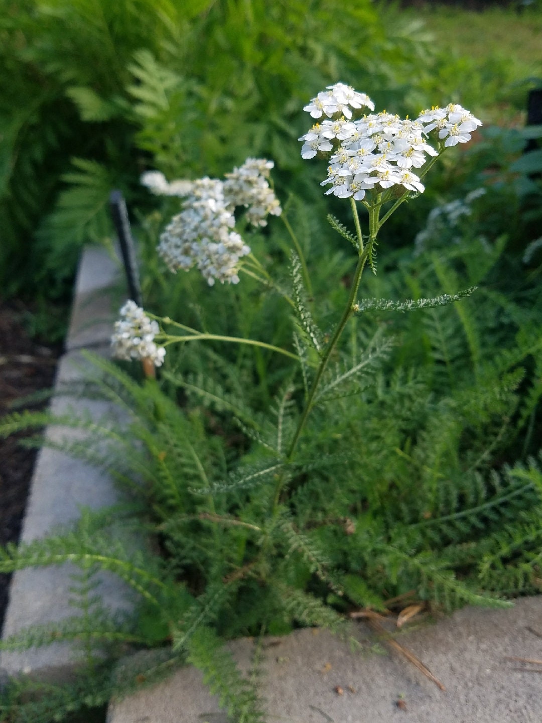 White Yarrow 4in Pot Live Plant - Etsy
