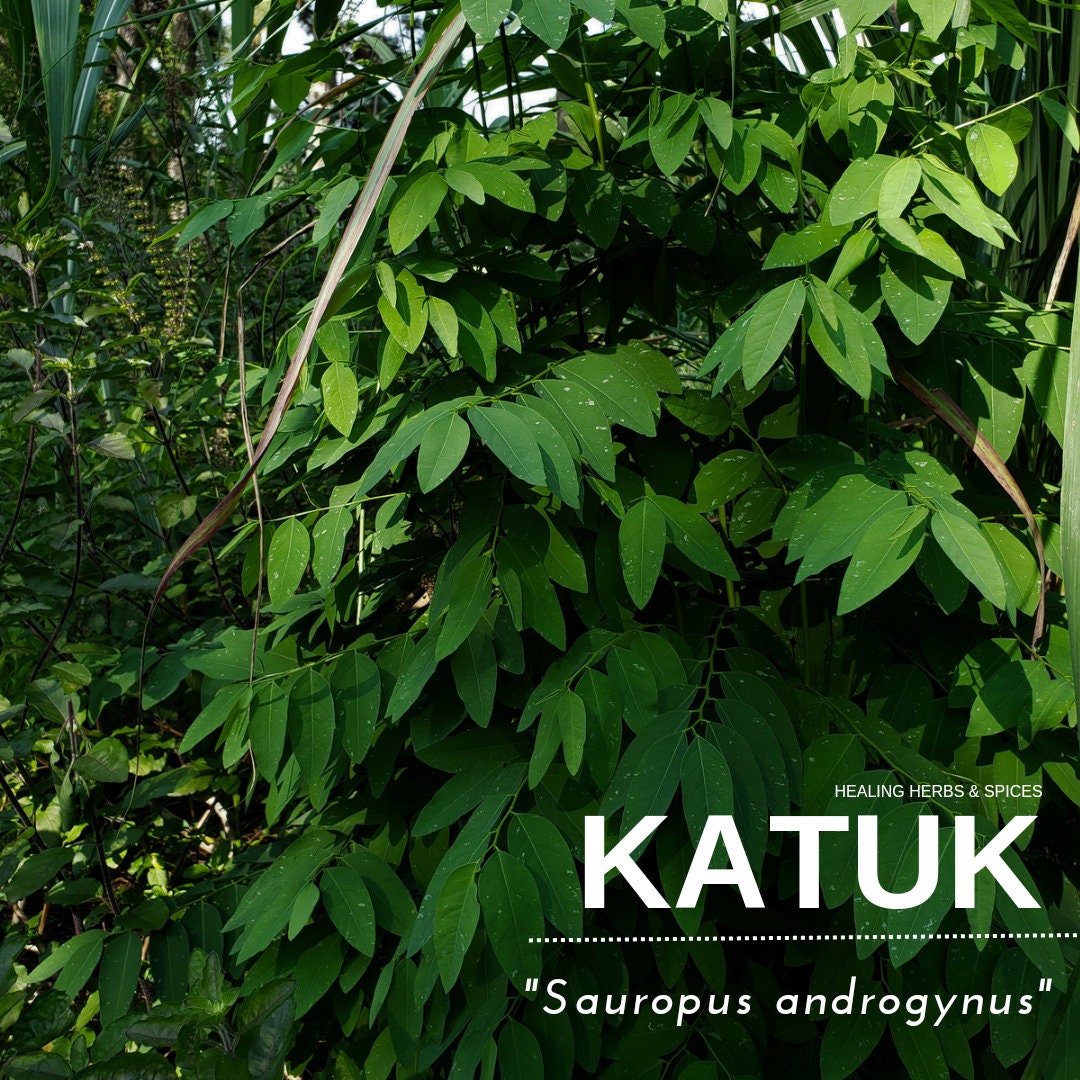Katuk Live Plant - Etsy