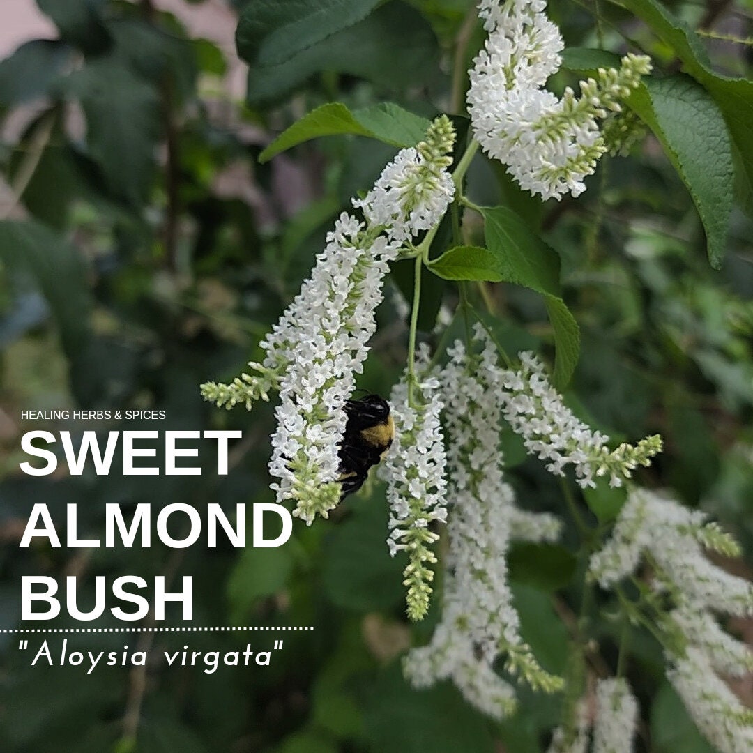 Sweet Almond Bush - Live Plant - Etsy