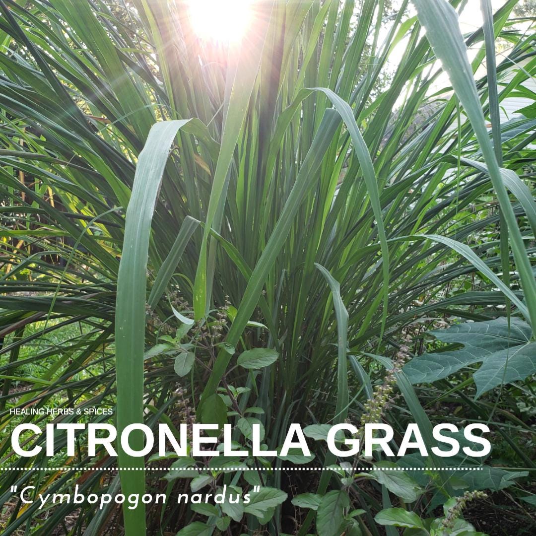 Citronella Grass - Live Plant - Etsy