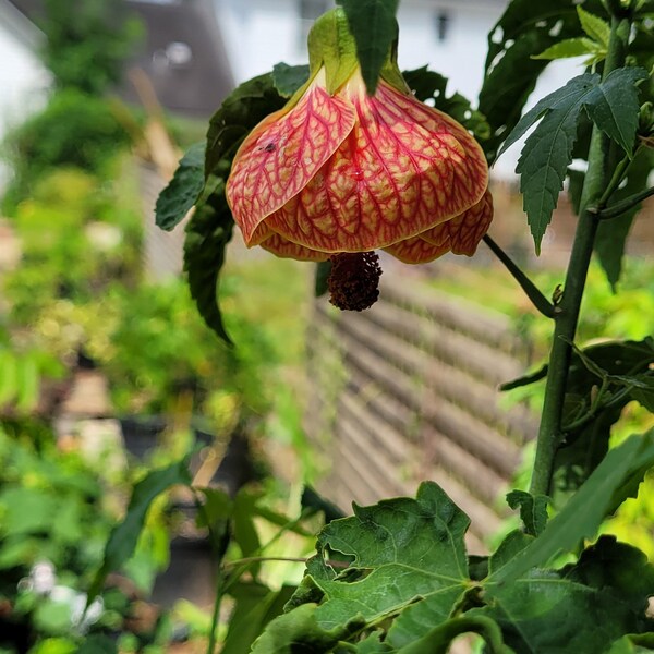 Abutilon - Etsy