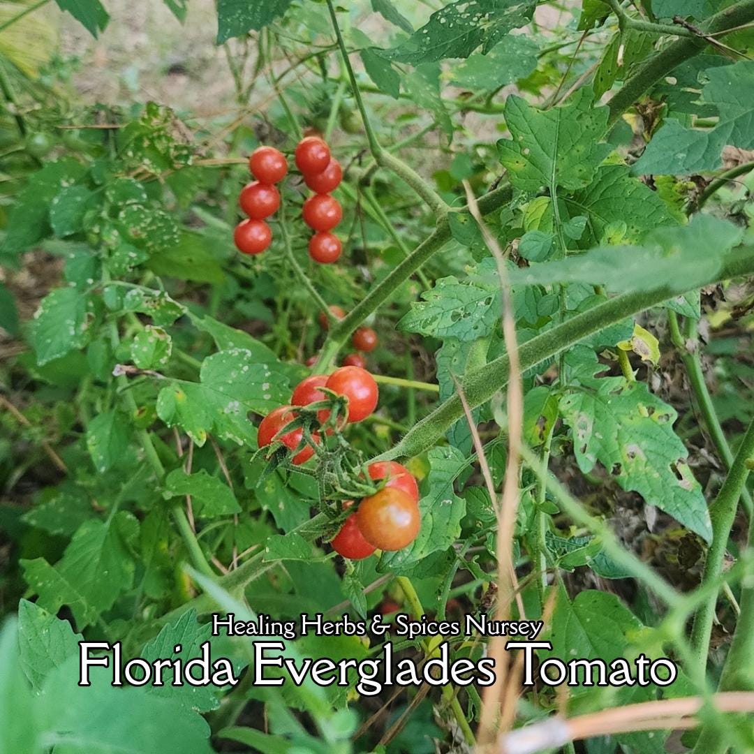Florida Everglades Tomato, Red - Live Plant - Etsy