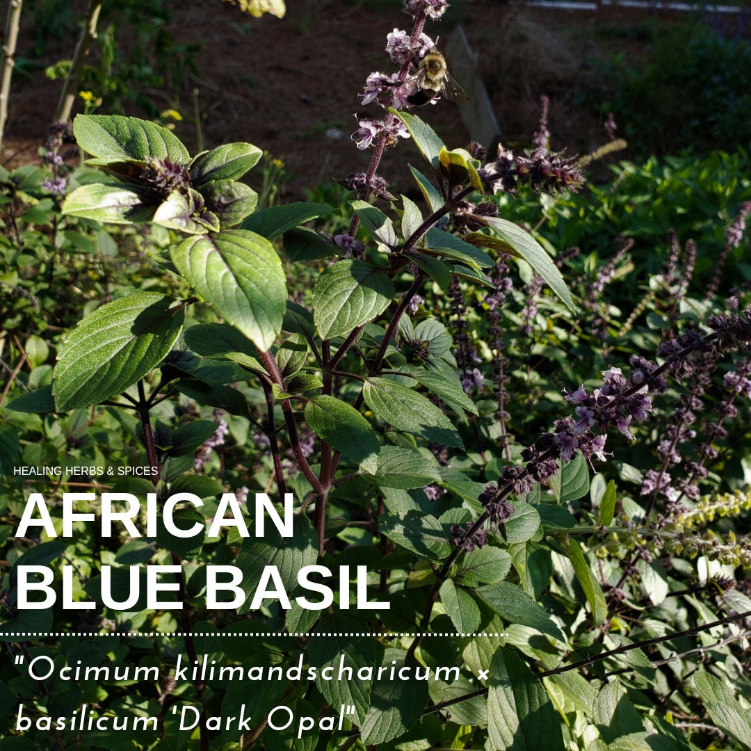 Basil "african Blue" - Live Plant - Etsy