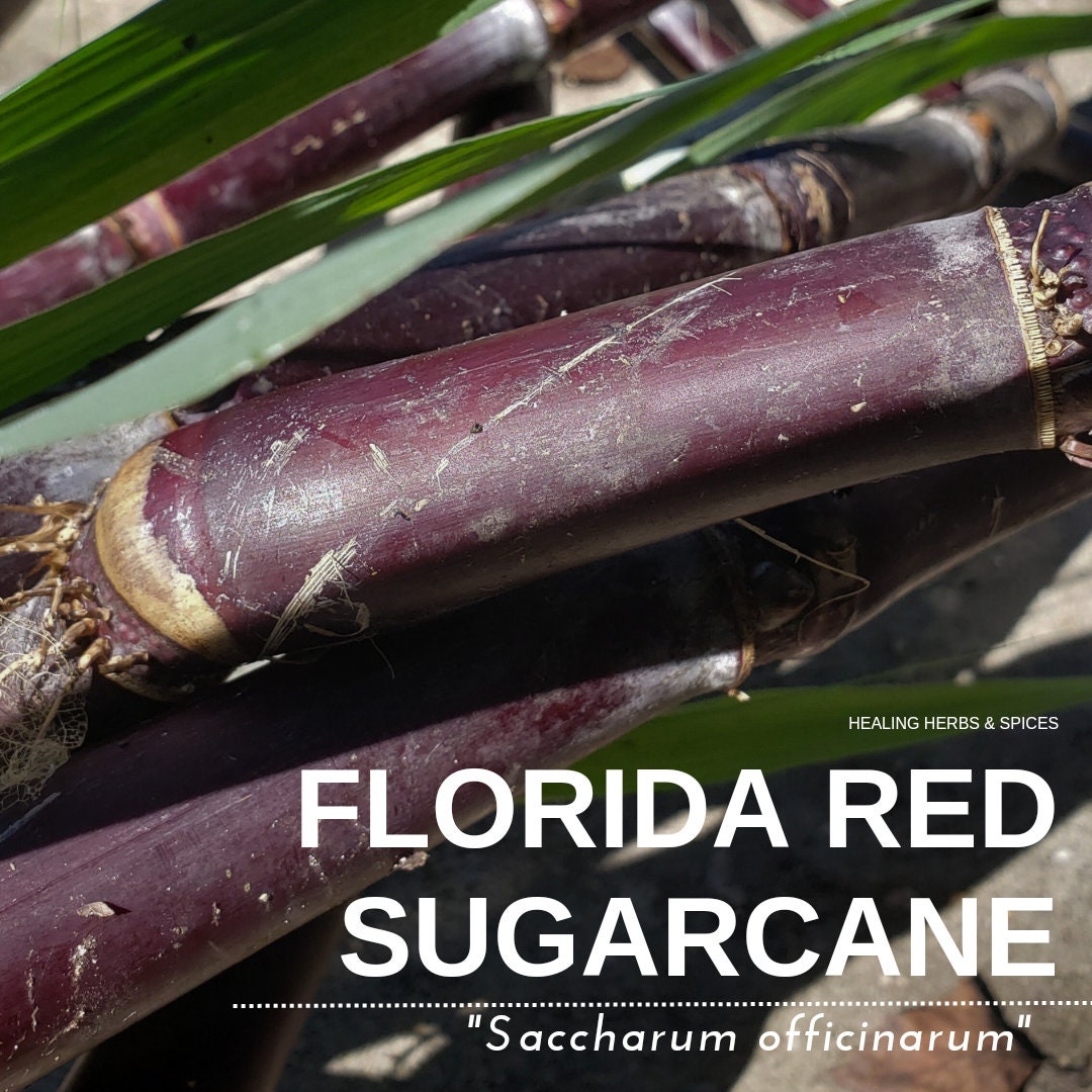 Sugarcane florida Red Live Plant - Etsy