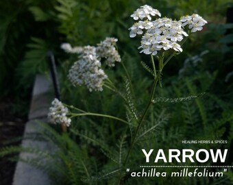 Live White Yarrow 'firefly Diamond' Achillea Perennial Flower Plugs (4 ...