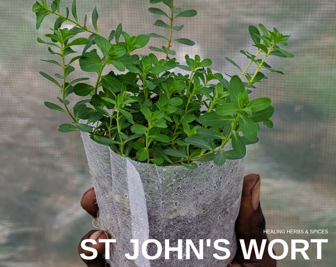 Live **st. John's Wort Bare Root Shrub (hypericum Prolificum) - Etsy