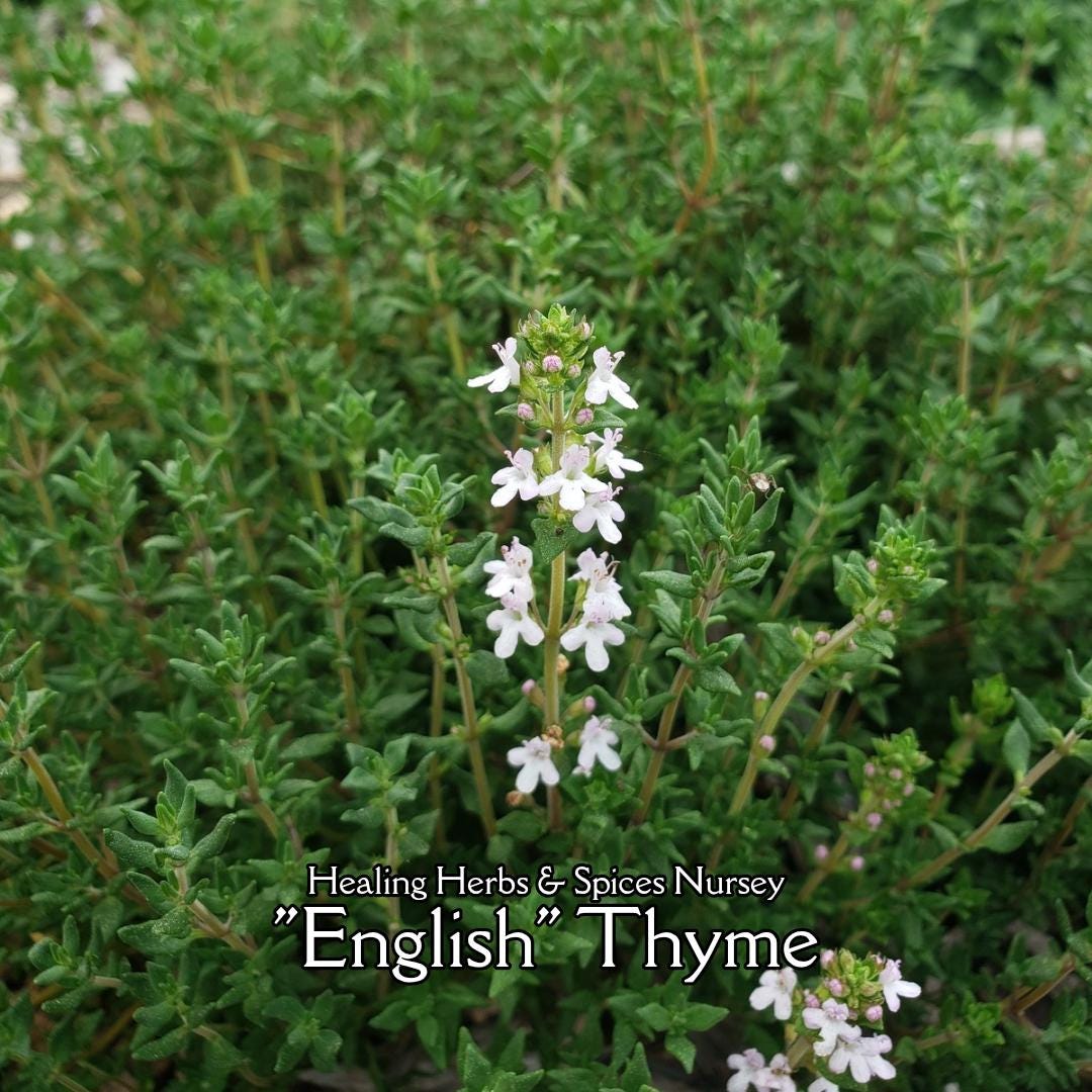 Thyme "english" - Live Plant - Etsy