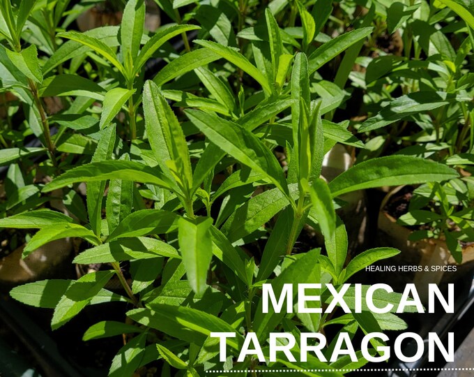 Mexican Tarragon - Live Plant - Etsy