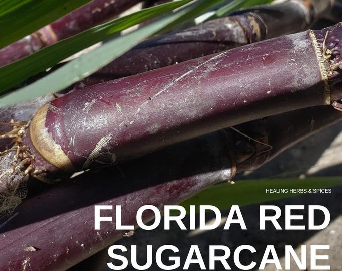 Sugarcane florida Red Live Plant - Etsy