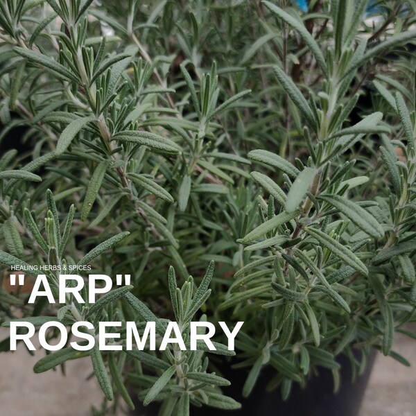 Live Arp Rosemary Plant - Etsy