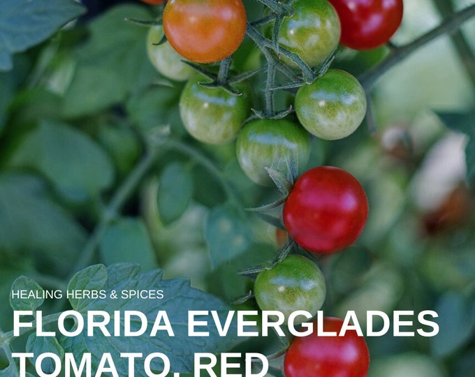 Florida Everglades Tomato, Red - Live Plant - Etsy