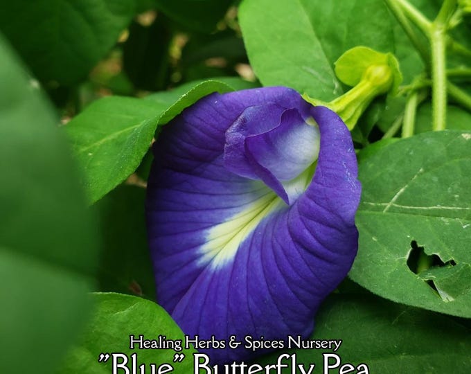 Butterfly Pea "blue" - Live Plant - Etsy