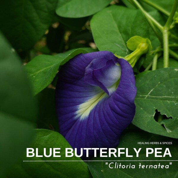 Butterfly Pea Flower Live Plant - Etsy