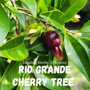 Cherry of the Rio Grande - Live Plant - Etsy