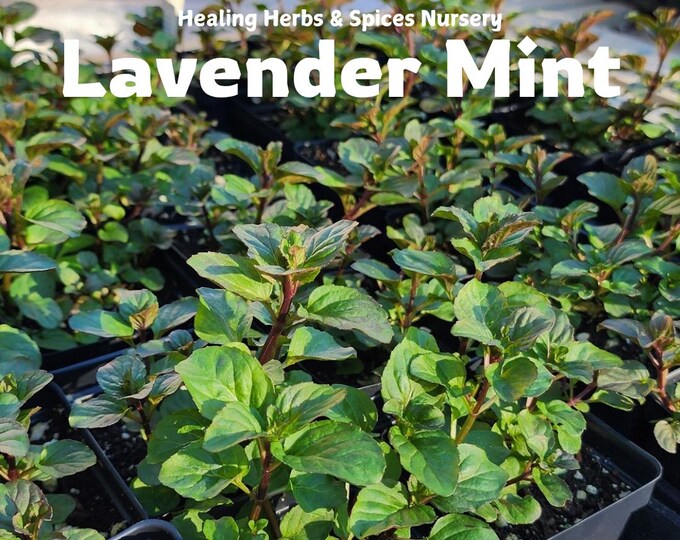 Mint "lavender" - Live Plant - Etsy