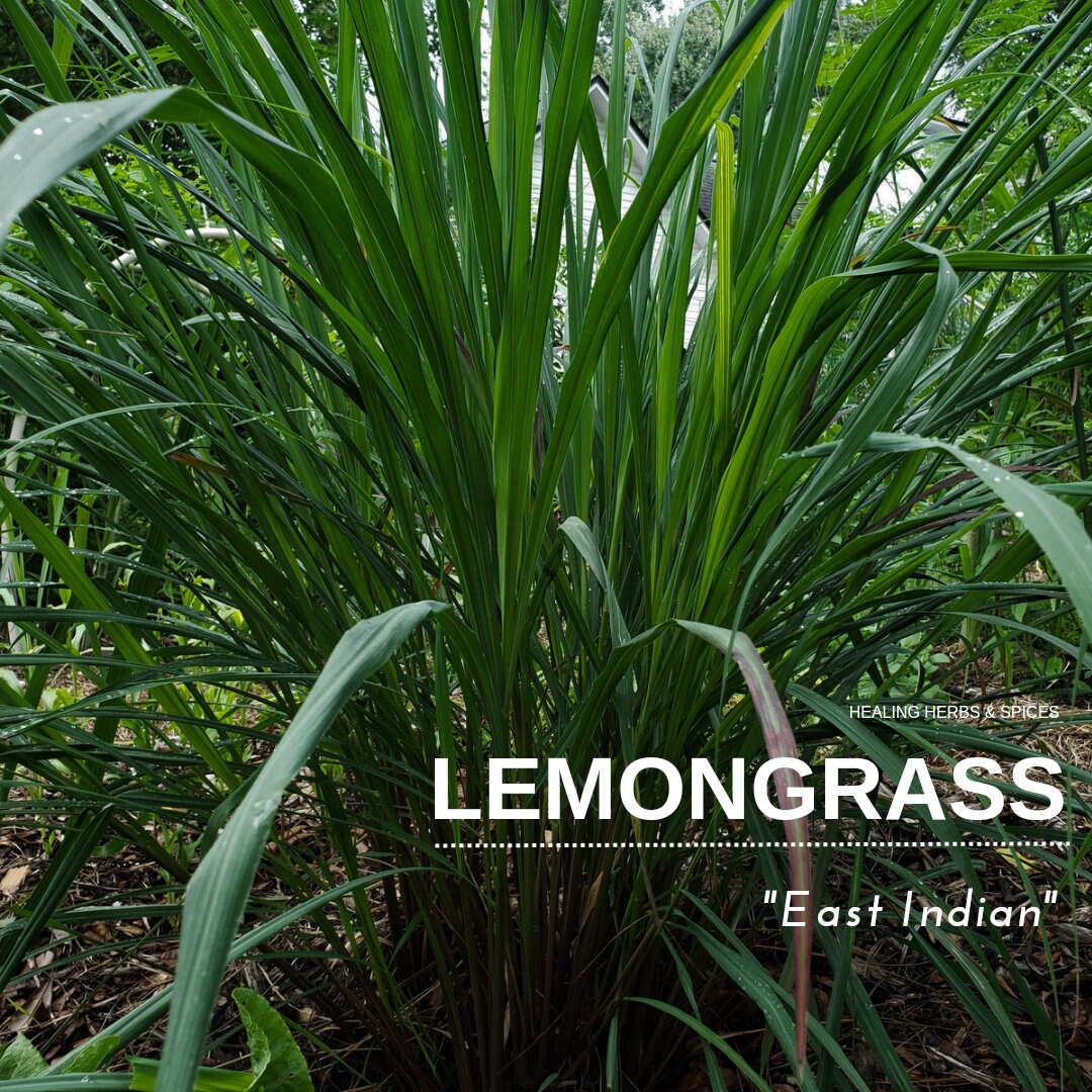 Lemongrass "east Indian" - Live Plant - Etsy