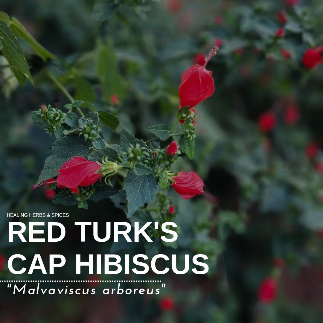 Hibiscus "red Turks Cap" - Live Plant - Etsy