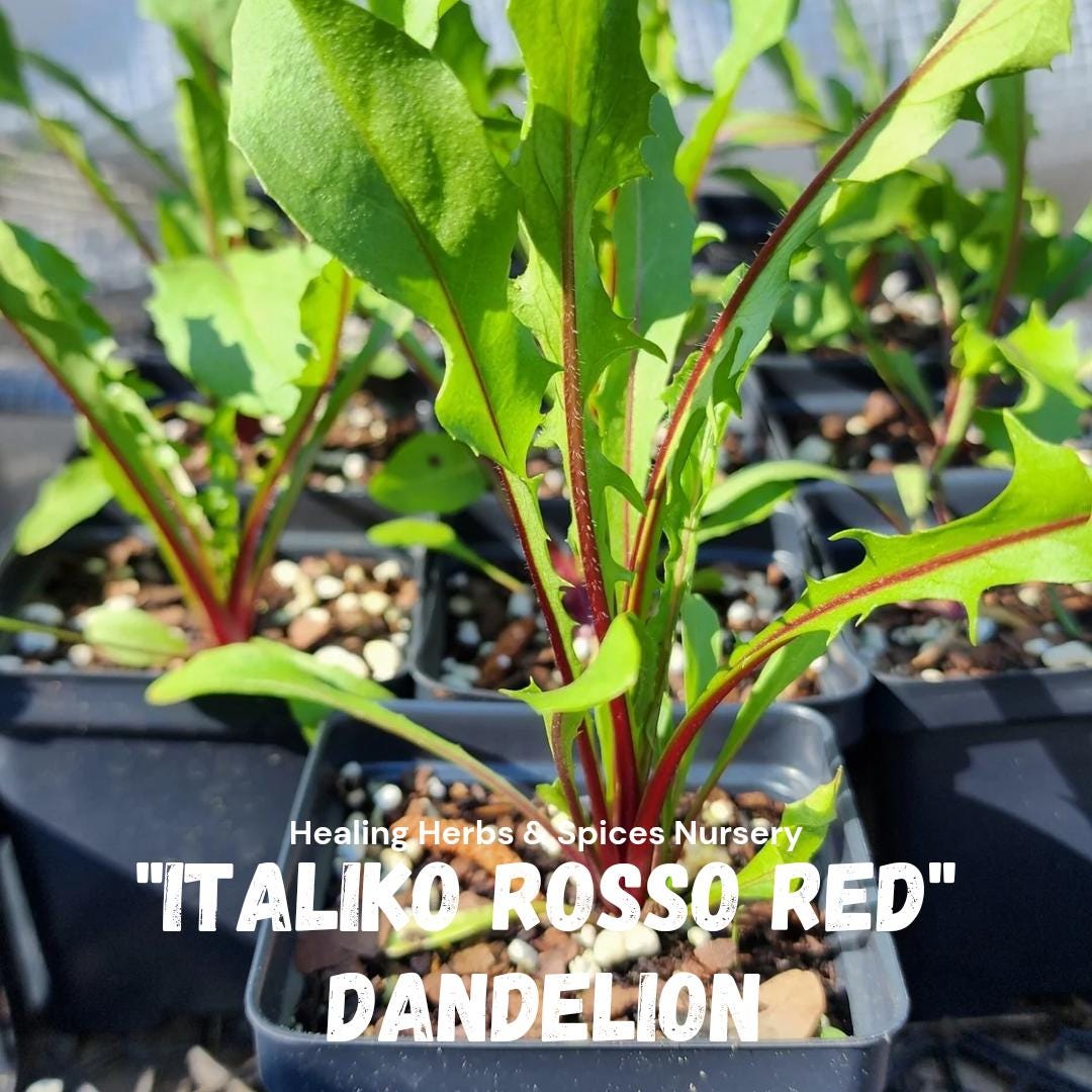 Italiko Rosso Dandelion - Live Plant - Etsy
