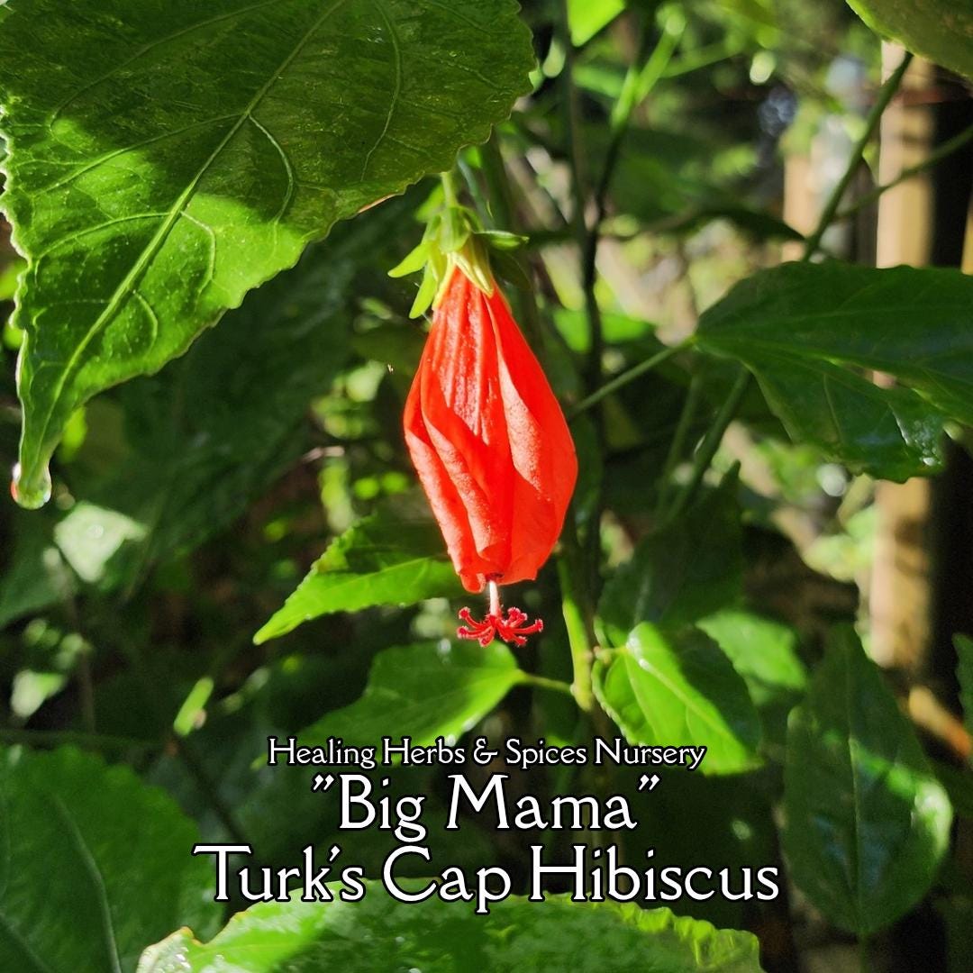 Hibiscus "big Mama Turks Cap" - Live Plant - Etsy