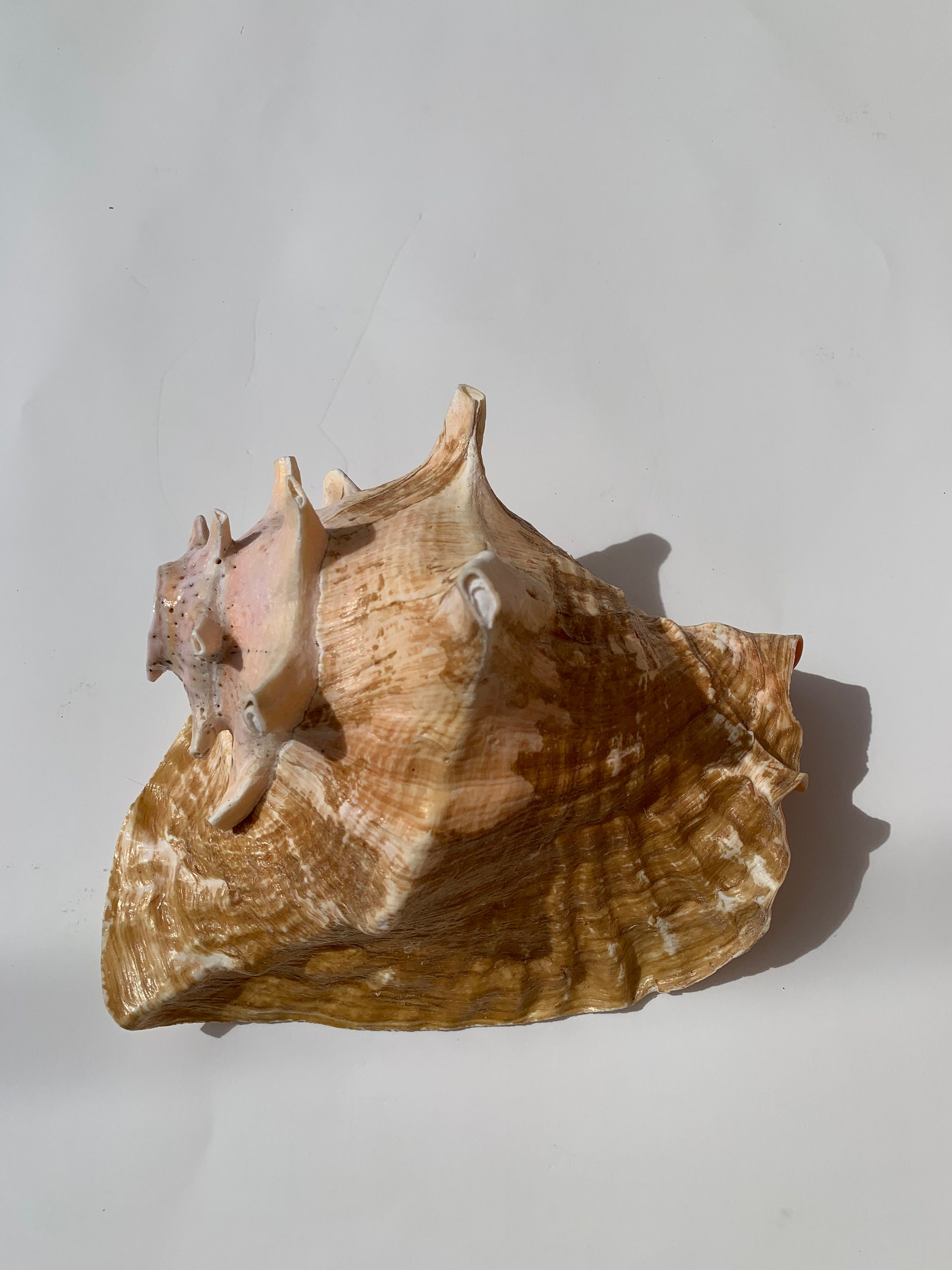 Caribbean Conch Horn // Sustainably Sourced // Beach Decor // | Etsy