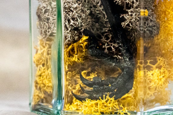 Crows Foot in a Glass Jar Display for Altar Spiritual | Etsy