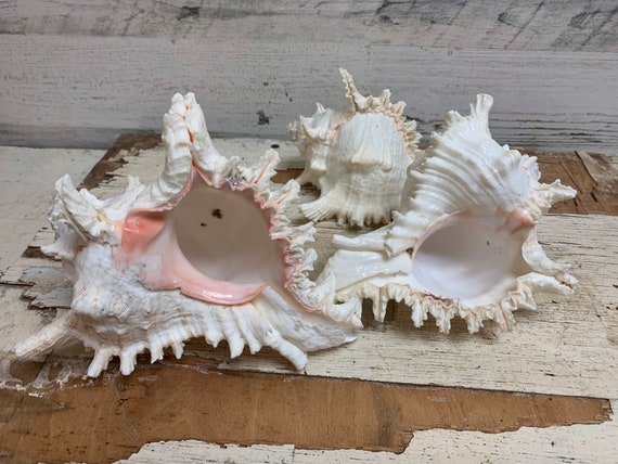 Art Objects Art & Collectibles Conk shell vintage large etna.com.pe