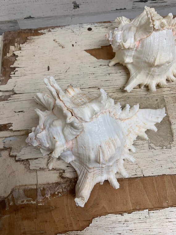 Art Objects Art & Collectibles Conk shell vintage large etna.com.pe