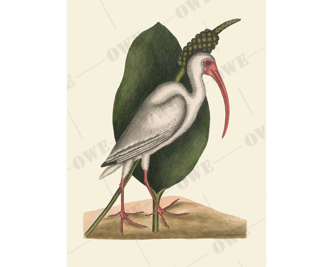 Beautiful Print of WOOD STORK Mark Catesby Unique BIRD Art 18th C Fine ...