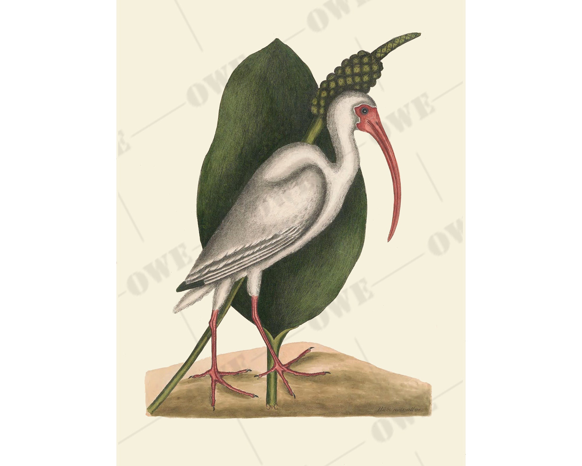 Beautiful Print of WOOD STORK Mark Catesby Unique BIRD Art | Etsy