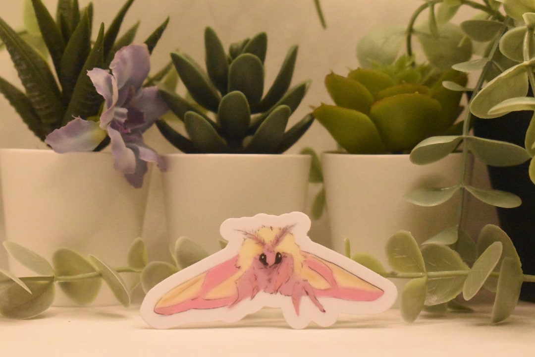 Rosy Maple Moth Sticker Sticker Vinyl Sticker Hydro Flask Sticker Car ...