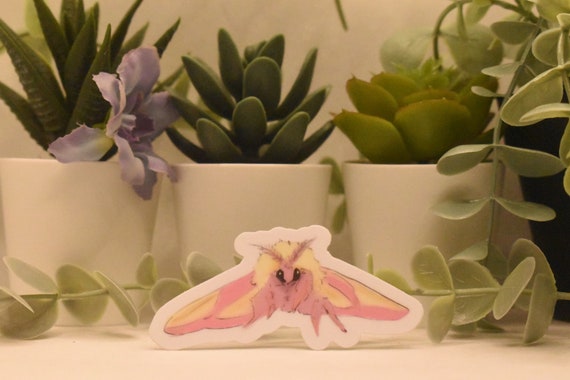 Rosy Maple Moth Sticker Sticker Vinyl Sticker Hydro - Etsy