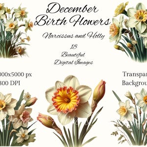 Holly and Narcissus Clipart Bundle: Watercolor December Birth Flower ...