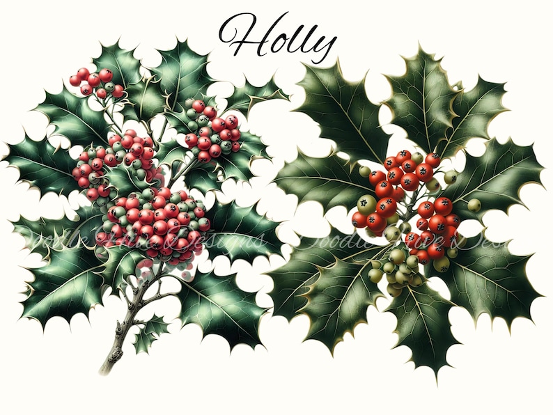 Holly and Narcissus Clipart Bundle: Watercolor December Birth Flower ...