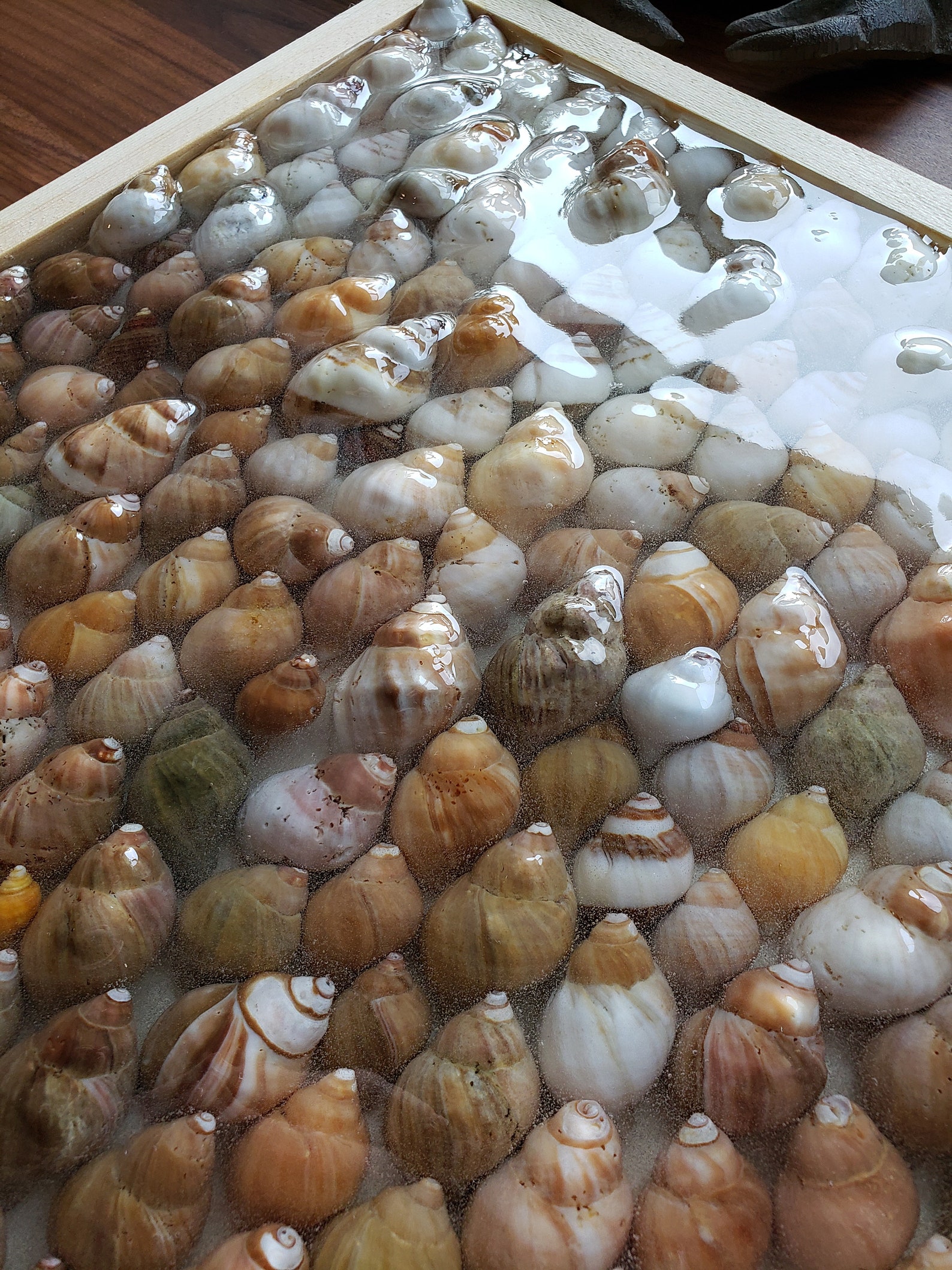 Sea Snail Shells Under Water resin - Etsy