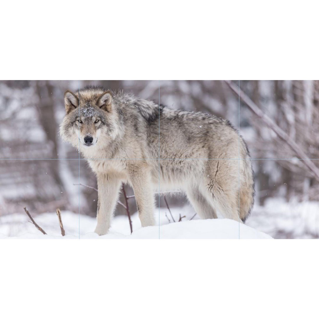 Solo Wolf Tile Mosaic 001 Sublimated Decor, Interchangeable Tiles ...