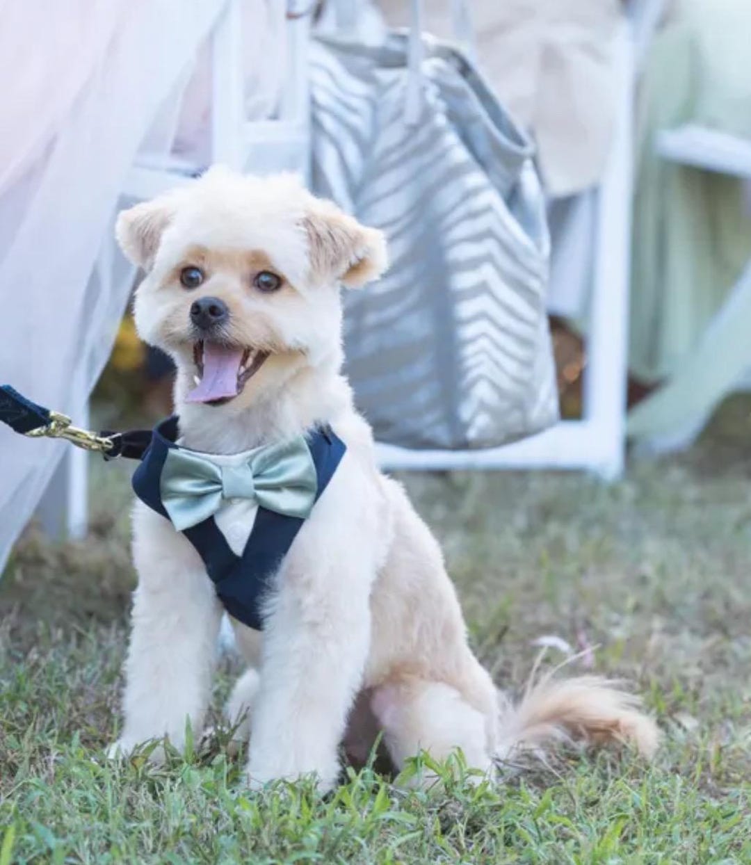 Dog Tuxedo Harness: Custom Wedding Attire With Satin Bow Tie - Etsy