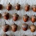42 Large to Extra Large Red Oak Acorns With Caps for Crafts, Washed ...