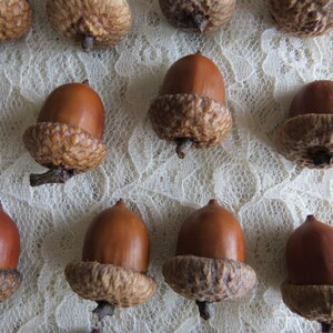 42 Large to Extra Large Red Oak Acorns With Caps for Crafts, Washed ...