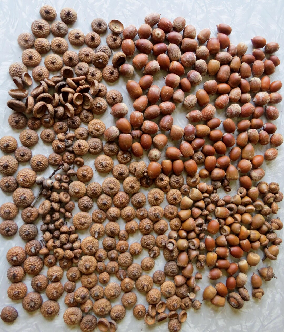 Huge 440 Pc Mixed Size Red Oak Acorns With and Without Caps + Caps for ...
