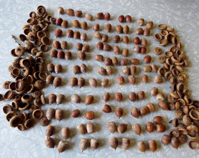 Huge 250 Pc 110 Mixed Size Red Oak Acorns Without Caps + 140 Caps for ...