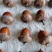 42 Large to Extra Large Red Oak Acorns With Caps for Crafts, Washed ...