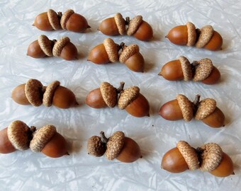 35 Variety Size- Most Large Red Oak Acorns With Caps for Crafts, Washed ...