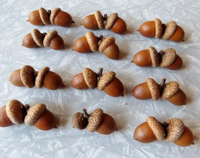 35 Variety Size- Most Large Red Oak Acorns With Caps for Crafts, Washed ...